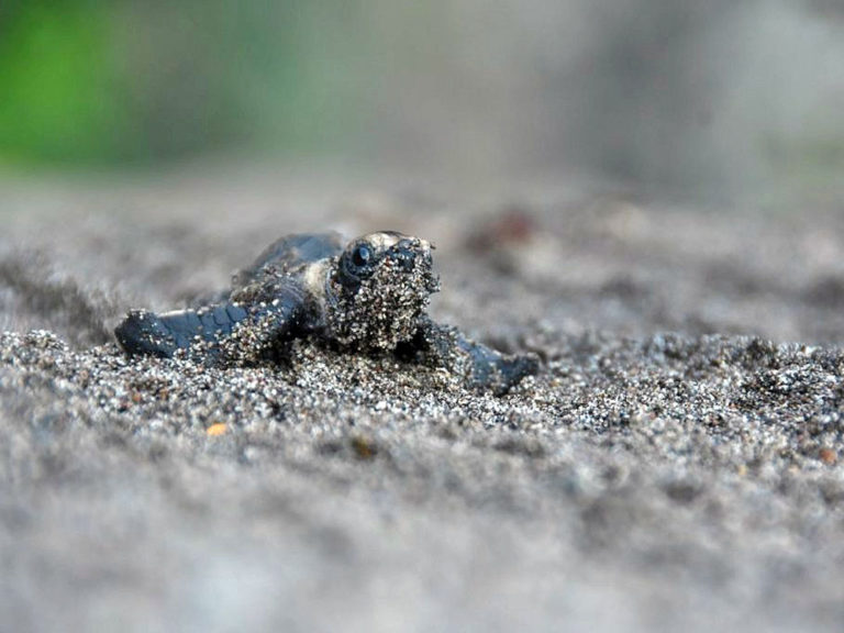 REZDM Project - Turtle Protection Program | REZDM